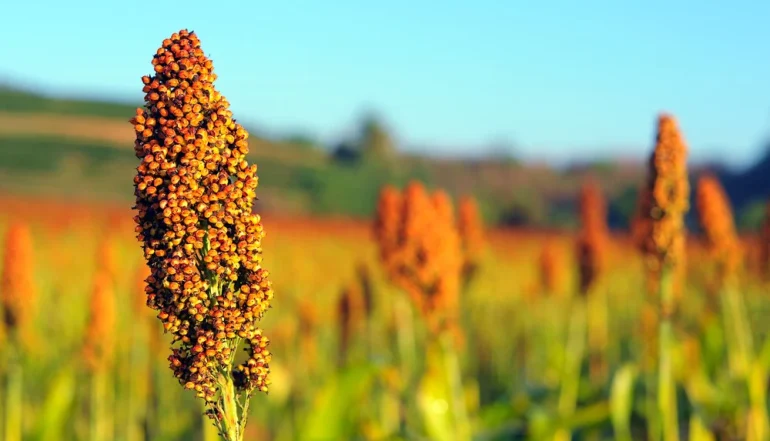 SORGO/MAICILLO | Cooperativa integral agrícola las Cruces